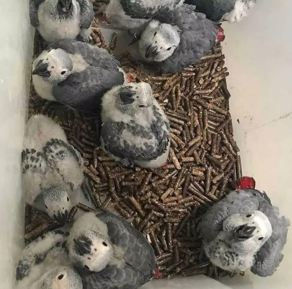 African Grey Baby Parrots-(Males/Females) - Exotic Global Parrots Farm