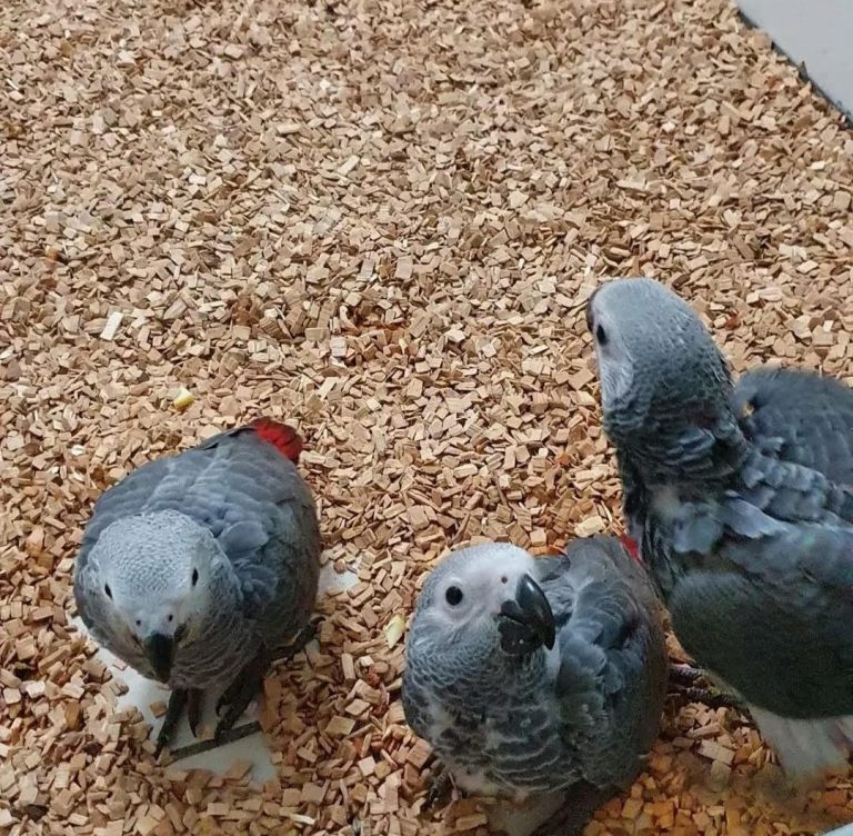 African Grey Baby Parrots-(Males/Females) - Exotic Global Parrots Farm