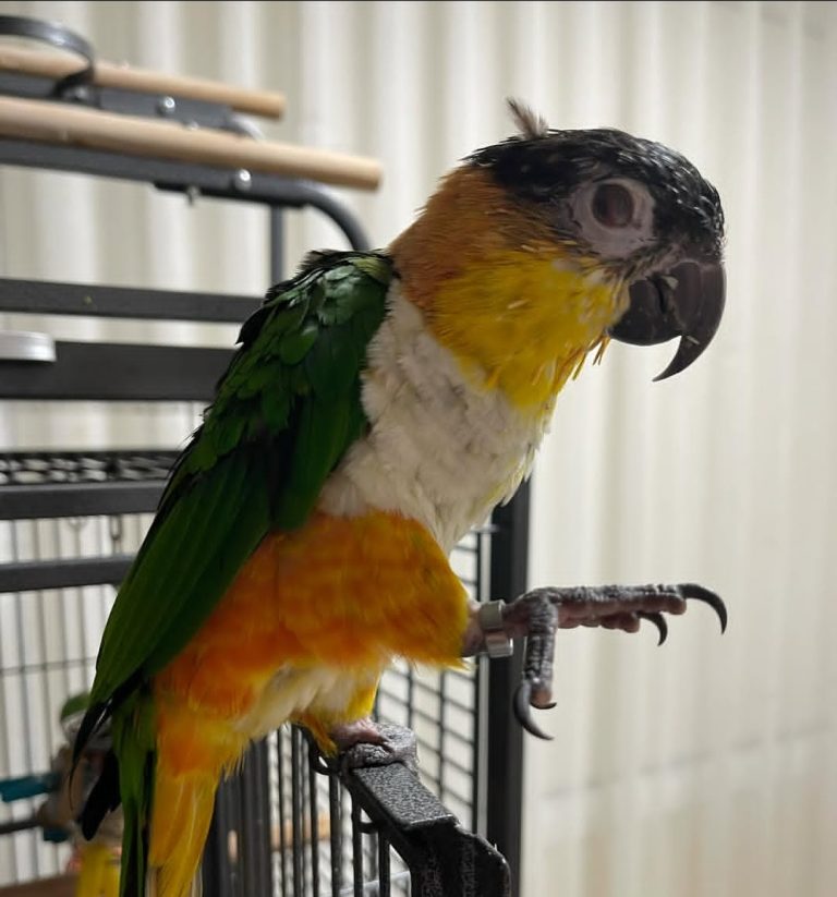 Black headed Caique Parrot-(Kare) - Exotic Global Parrots Farm