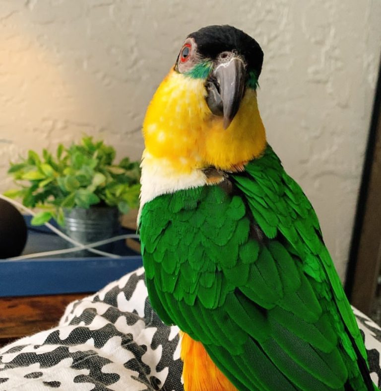 Black headed Caique Parrot-(Kare) - Exotic Global Parrots Farm