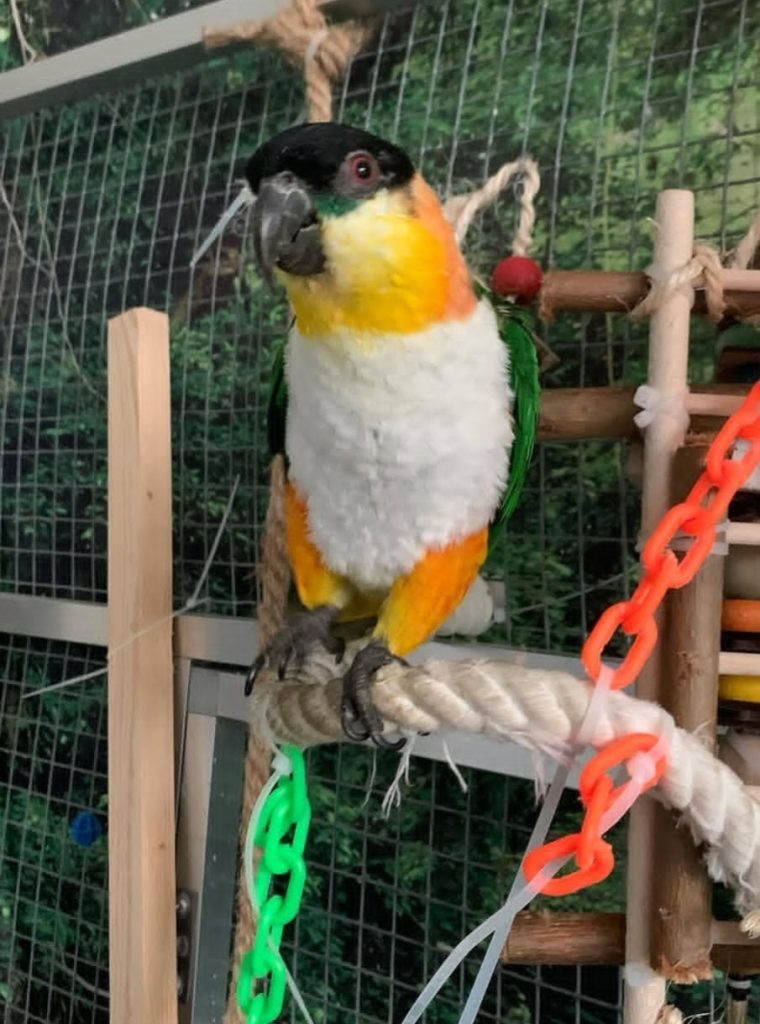 Black headed Caique Parrot-(Luka) - Exotic Global Parrots Farm