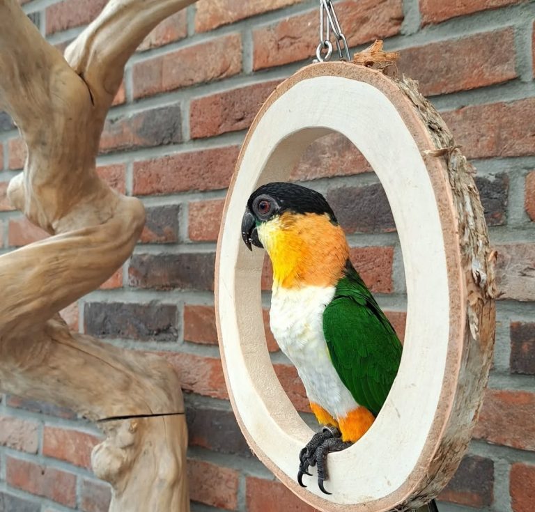 Black headed Caique Parrot-(Luka) - Exotic Global Parrots Farm