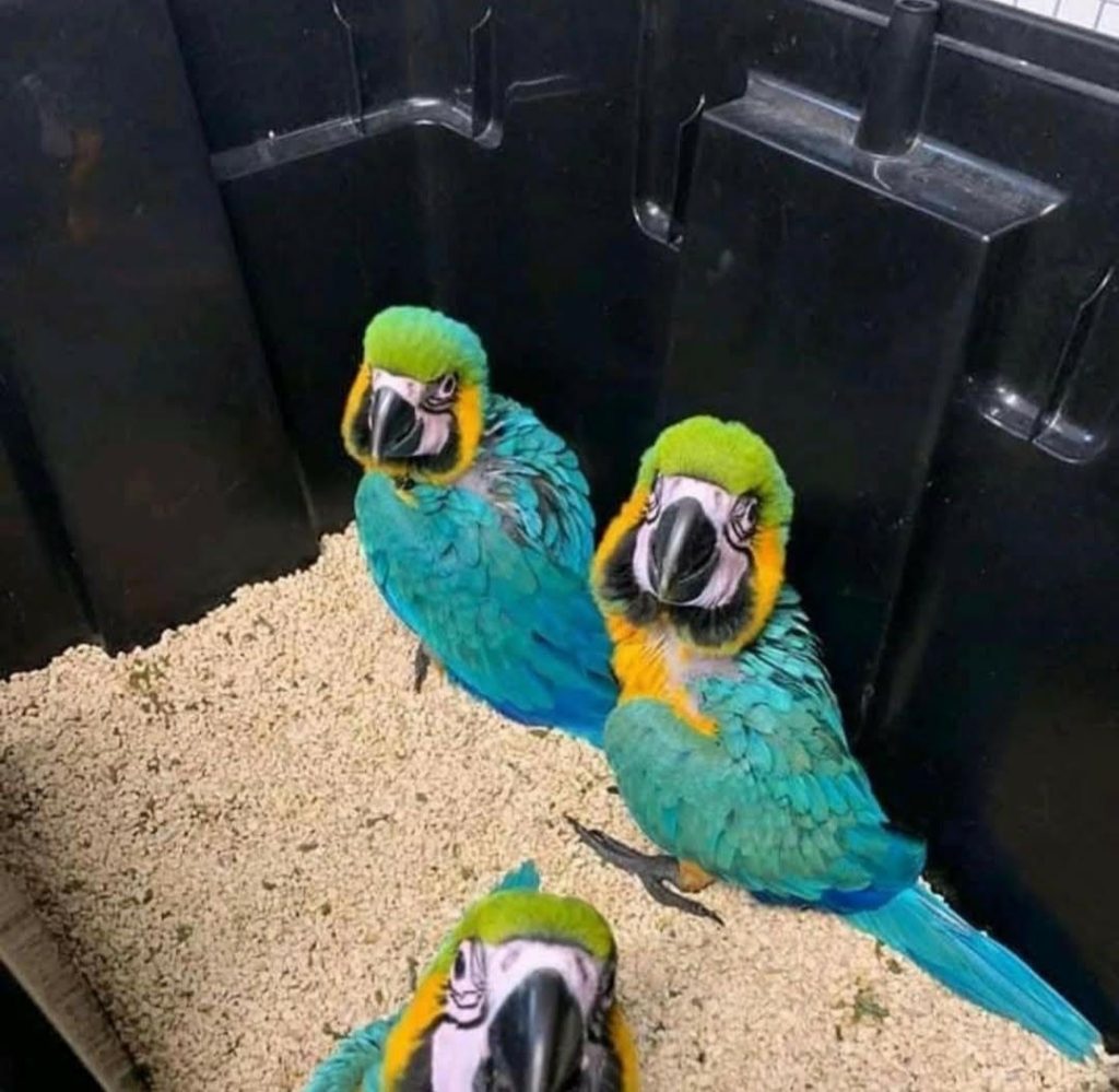 Blue & Gold Macaw Baby Parrots-(Males/Females) - Exotic Global Parrots Farm