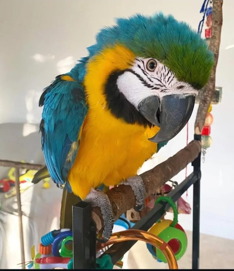 Female-Blue And Gold Macaw Parrot-(Celin) - Exotic Global Parrots Farm