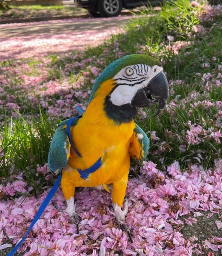 Female-Blue And Gold Macaw Parrot-(Celin) - Exotic Global Parrots Farm