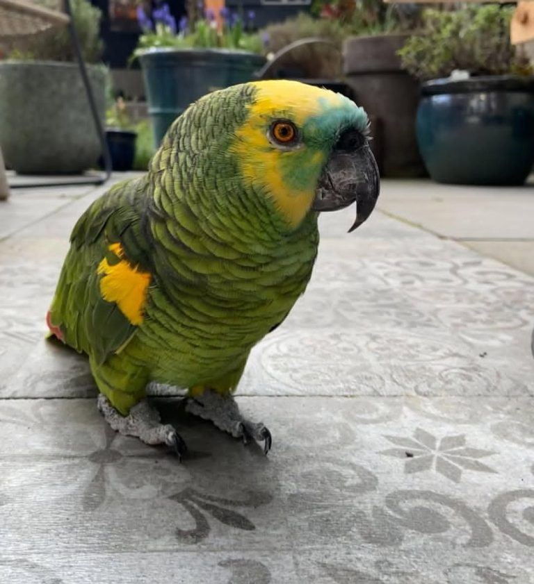 Blue Fronted Headed Amazon Parrots-(Males/Females) - Exotic Global ...
