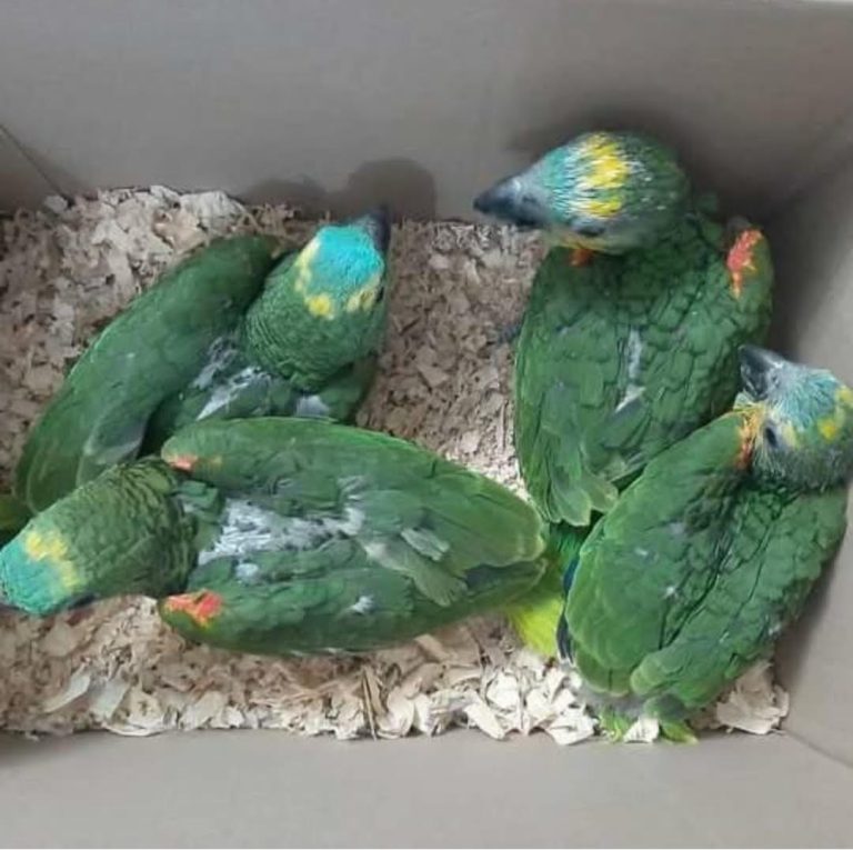 Baby Parrots For Sale Archives - Exotic Global Parrots Farm