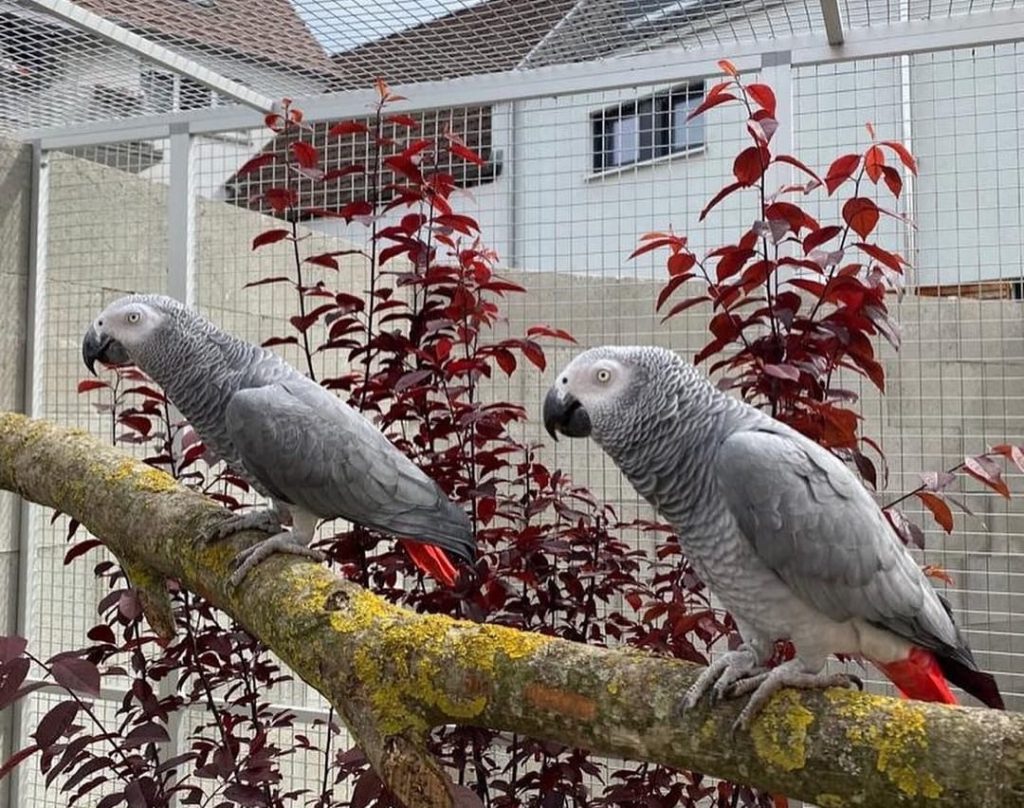 Breeding Pair African Grey Parrots - Exotic Global Parrots Farm