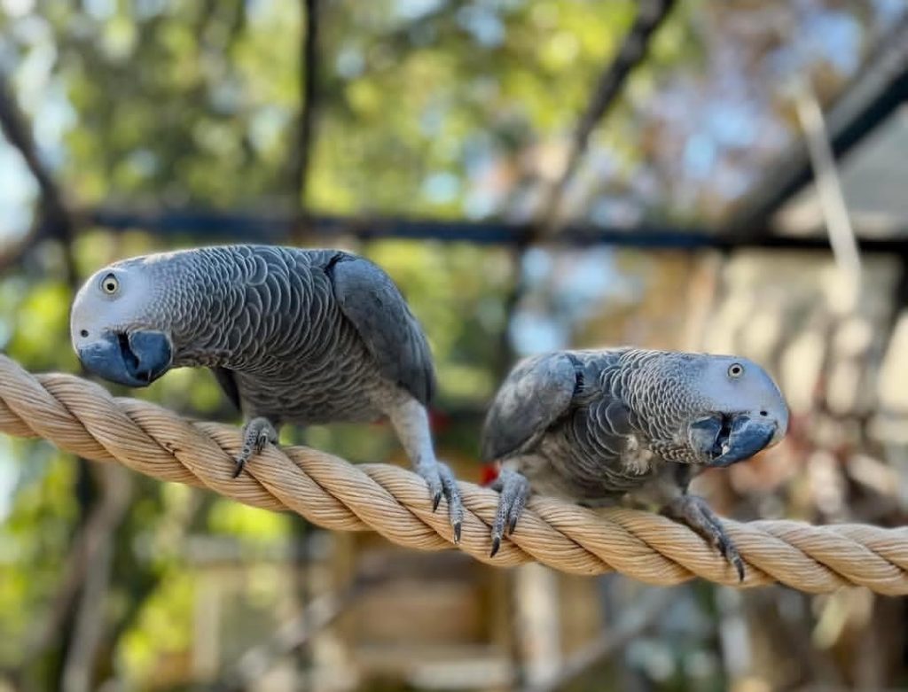 Breeding Pair African Grey Parrots - Exotic Global Parrots Farm