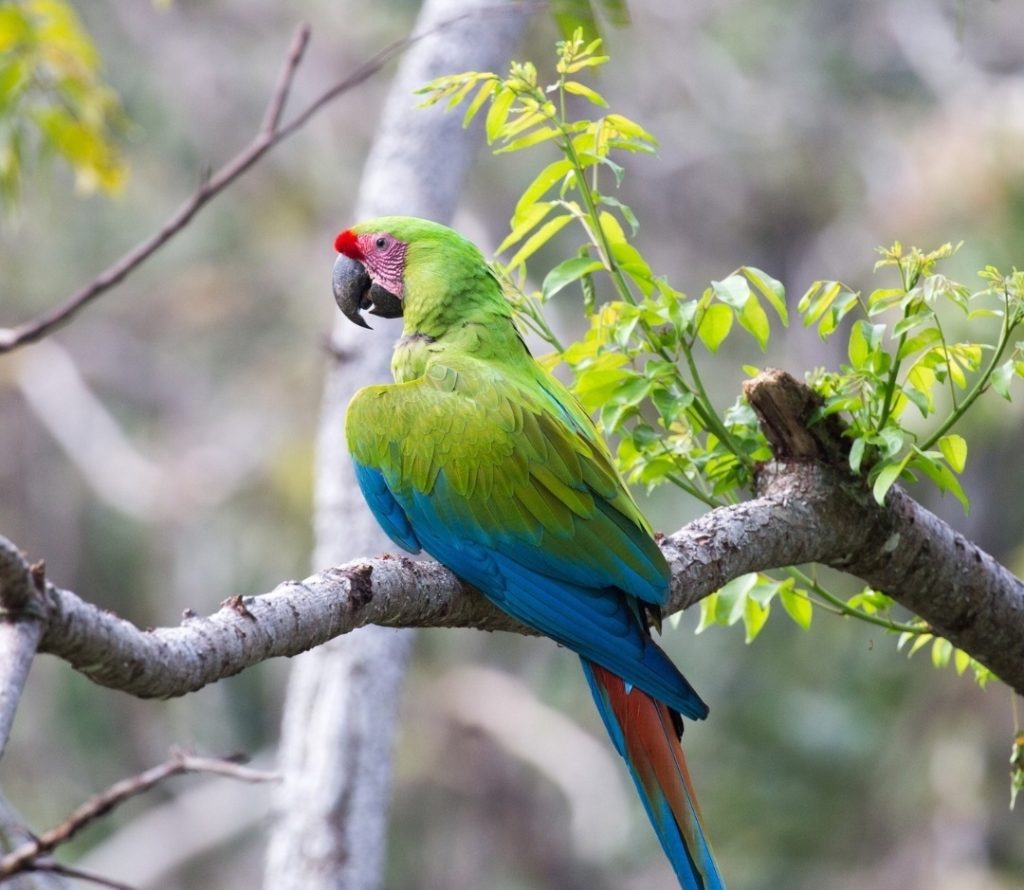 Breeding Pair Buffon Macaw Parrots-Male & Female - Exotic Global ...