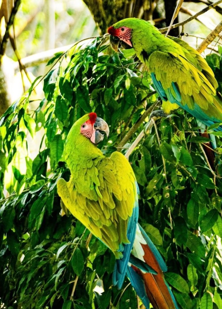 Breeding Pair Buffon Macaw Parrots-Male & Female - Exotic Global ...