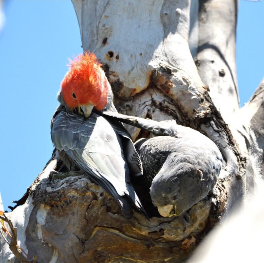 Breeding Pair Gang Gang Cockatoo Parrots-Male & Female - Exotic Global ...