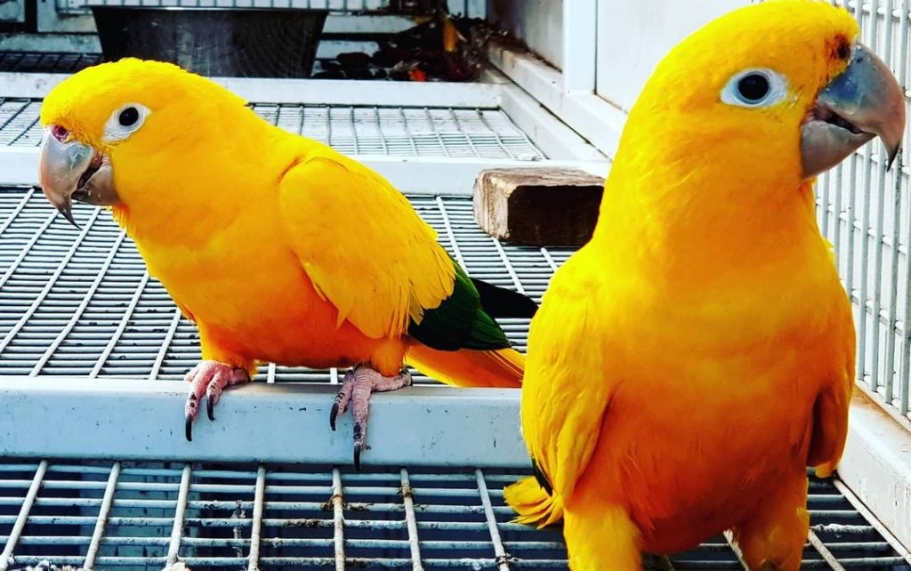 Breeding Pair Golden Sun Conure Parrots- Male & Female - Exotic Global ...