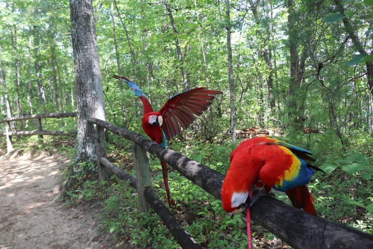 Breeding Pair Scarlet Macaw Parrots- Male & Female - Exotic Global ...