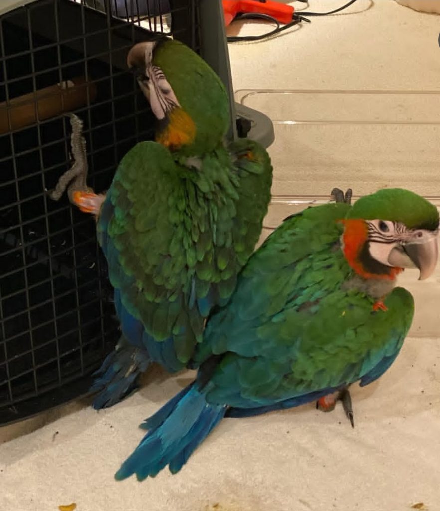 Calico Baby Macaw Parrots - Exotic Global Parrots Farm