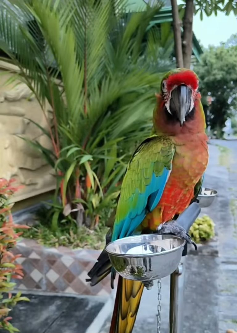 Calico Macaw Parrot-(Lagu) - Exotic Global Parrots Farm