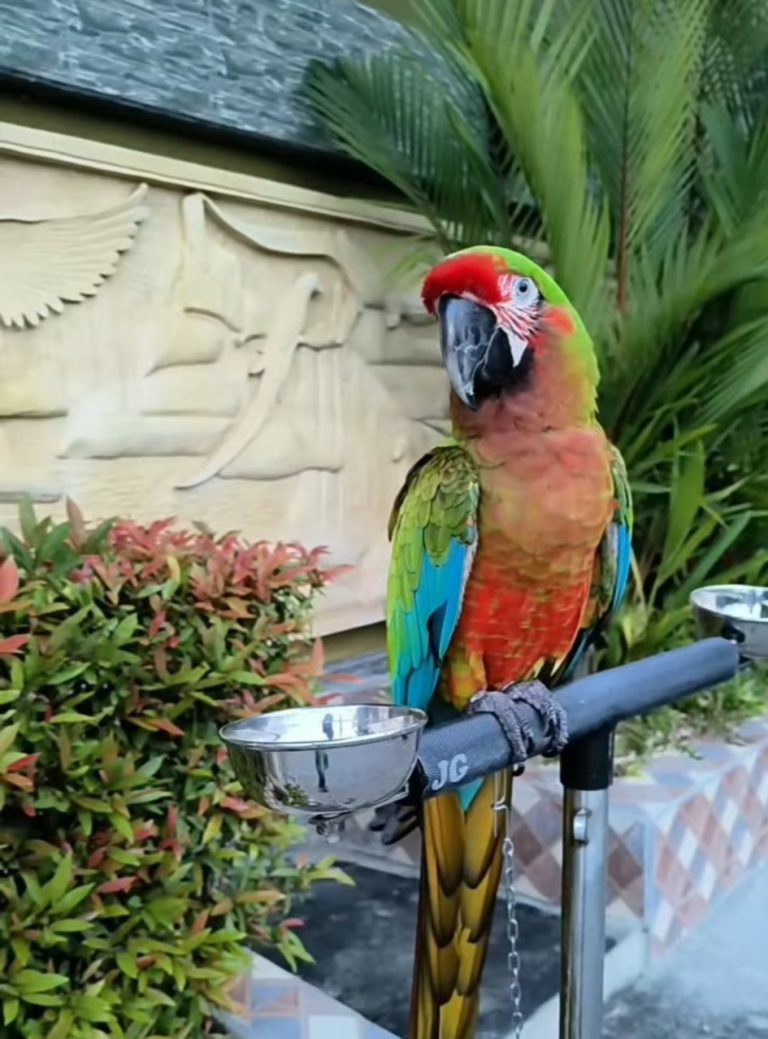 Calico Macaw Parrot-(Lagu) - Exotic Global Parrots Farm
