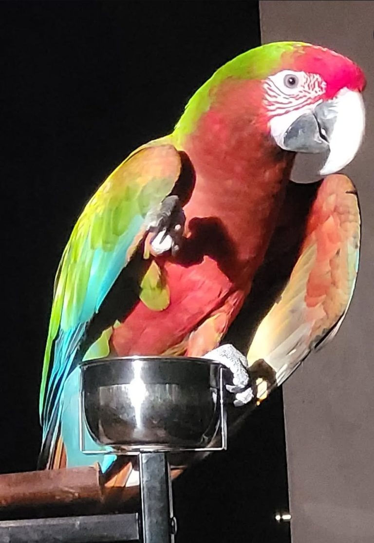 Calico Macaw Parrot-(Berky) - Exotic Global Parrots Farm