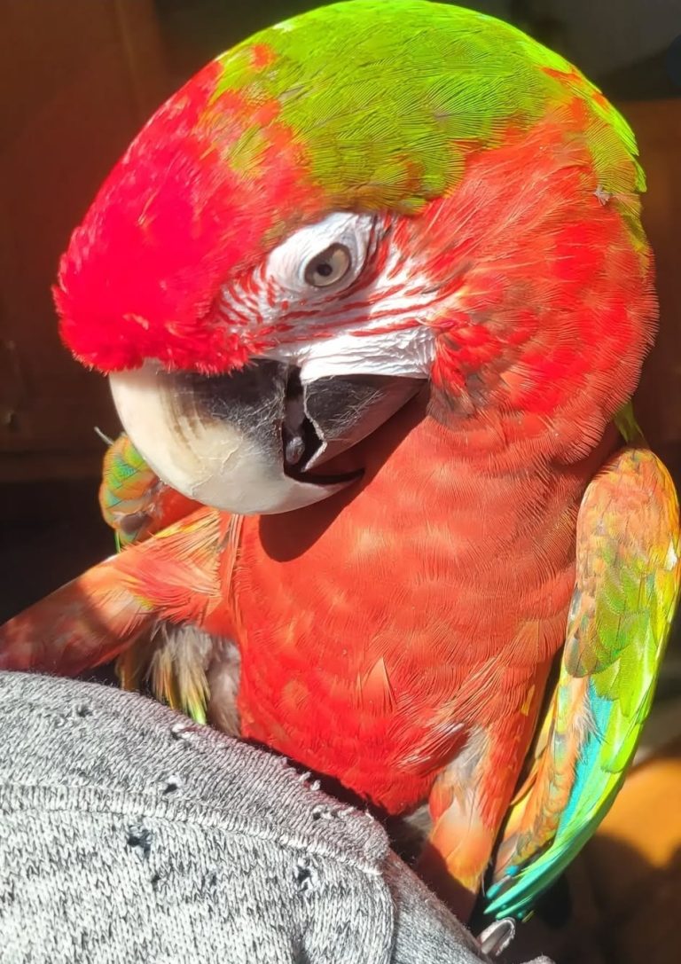 Calico Macaw Parrot-(Berky) - Exotic Global Parrots Farm
