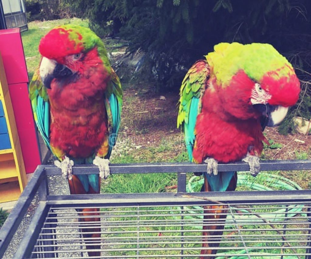 Calico Macaw Parrots-(Males/Females) - Exotic Global Parrots Farm