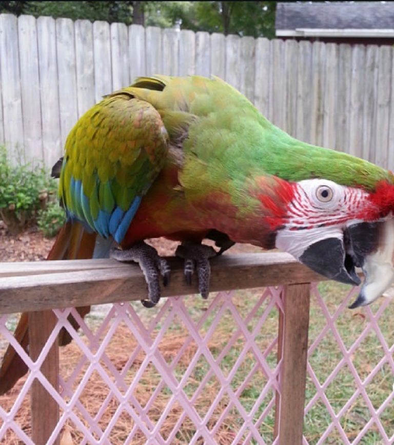 Calico Macaw Parrots-(Males/Females) - Exotic Global Parrots Farm