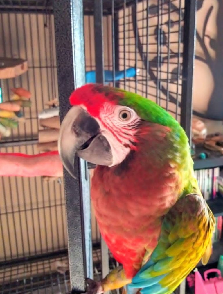 Calico Macaw Parrots-(Males/Females) - Exotic Global Parrots Farm