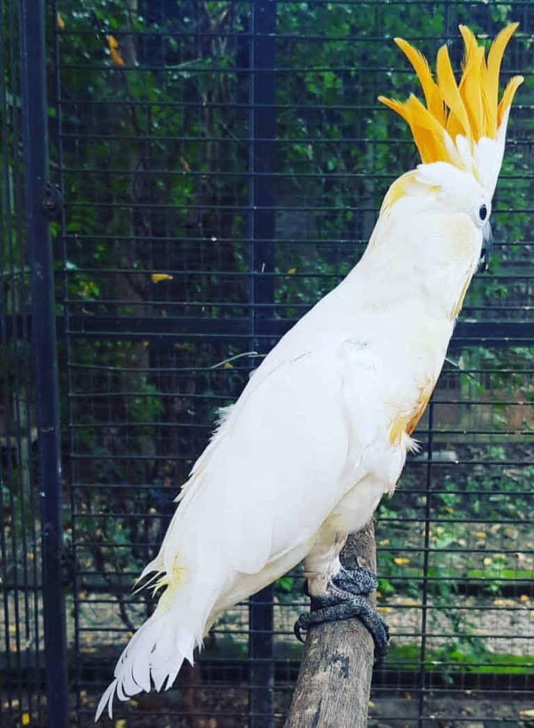 Citron Crested Cockatoo Parrot-(Lim) - Exotic Global Parrots Farm