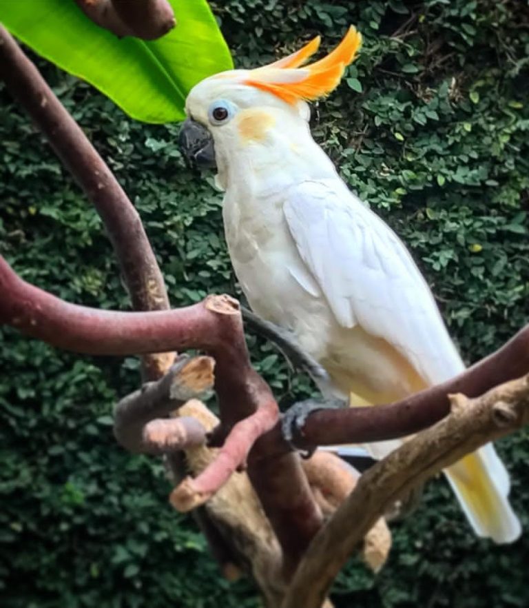 Citron Crested Cockatoo Parrot-(Lim) - Exotic Global Parrots Farm