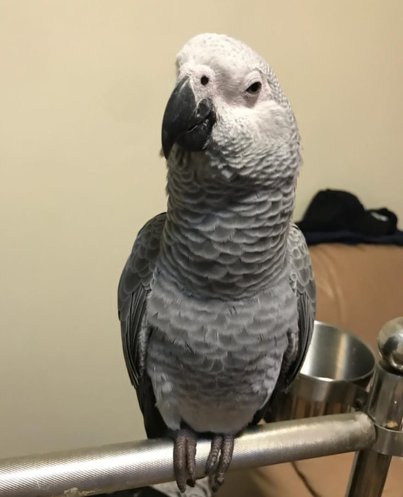 Congo African Grey Parrot-(Kitta) - Exotic Global Parrots Farm