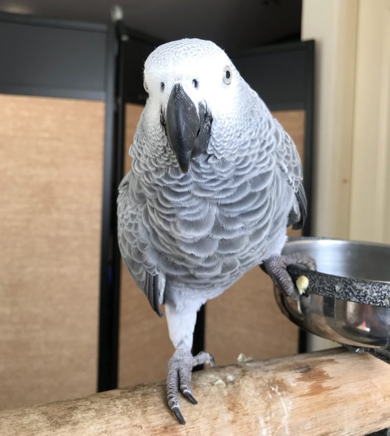 Congo African Grey Parrot-(Myro) - Exotic Global Parrots Farm