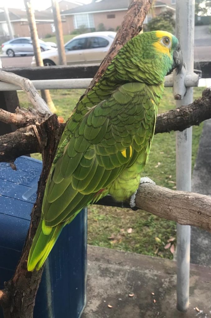 Double Yellow Headed Amazon Parrot-(Dany) - Exotic Global Parrots Farm