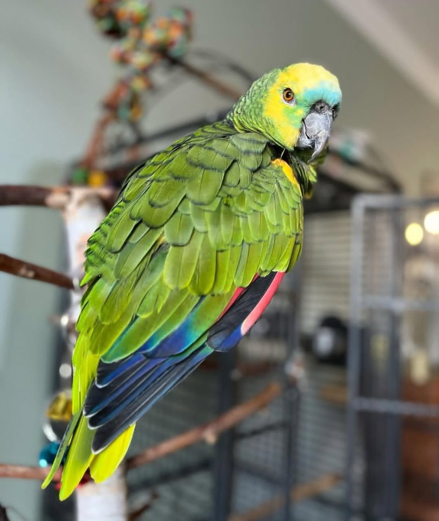 Double Yellow Headed Amazon Parrot-(Dany) - Exotic Global Parrots Farm