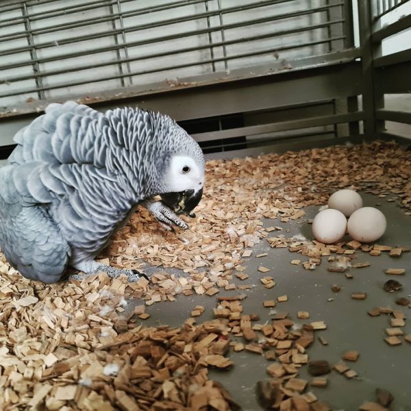 Fertile Bird Eggs/Parrot Eggs Archives - Exotic Global Parrots Farm