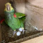 Fertile Bird Eggs/Parrot Eggs Archives - Exotic Global Parrots Farm