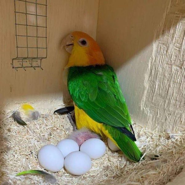 Fertile Caique Parrot Eggs - Exotic Global Parrots Farm