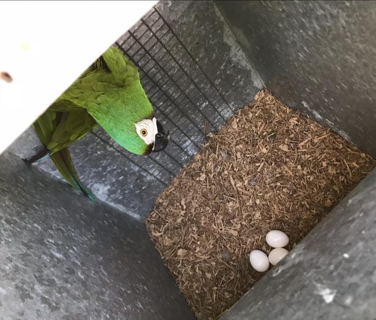 Fertile Hahns Macaw Parrot Eggs - Exotic Global Parrots Farm