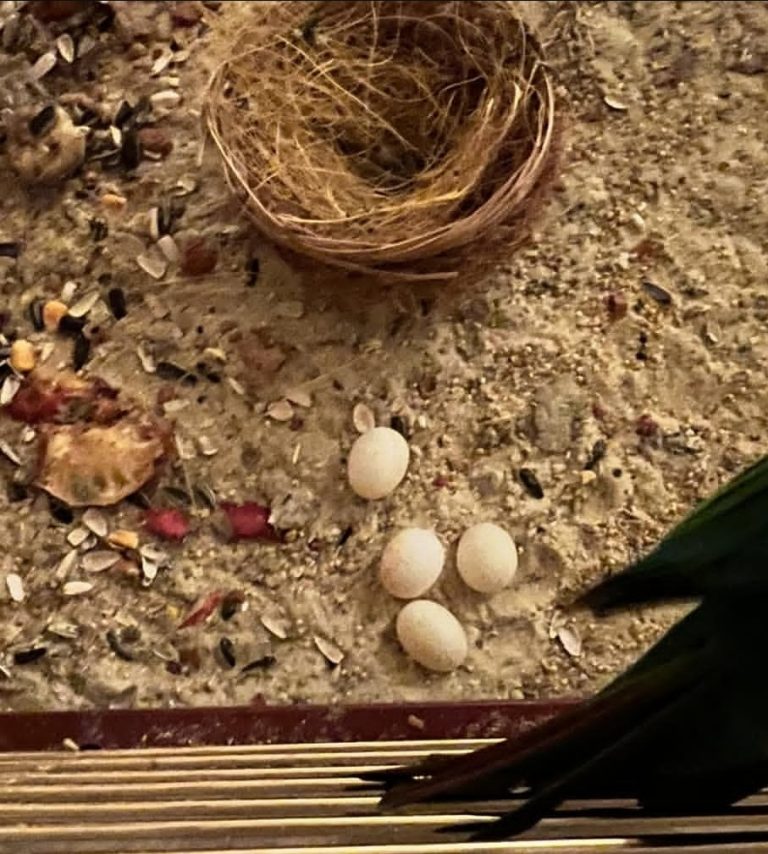 Fertile Harris Bird Eggs - Exotic Global Parrots Farm