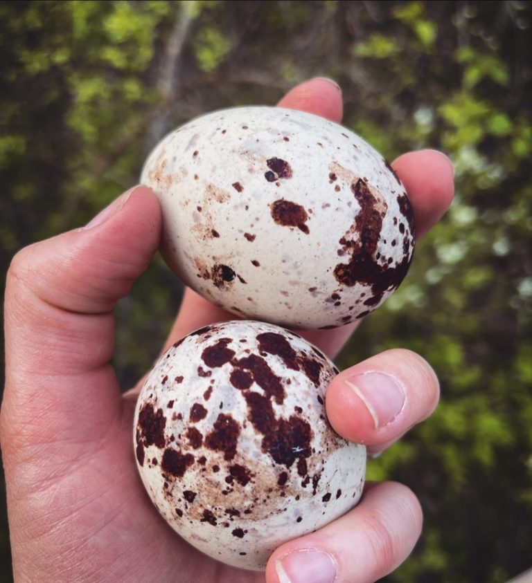 Fertile Turkey Vulture Eggs - Exotic Global Parrots Farm