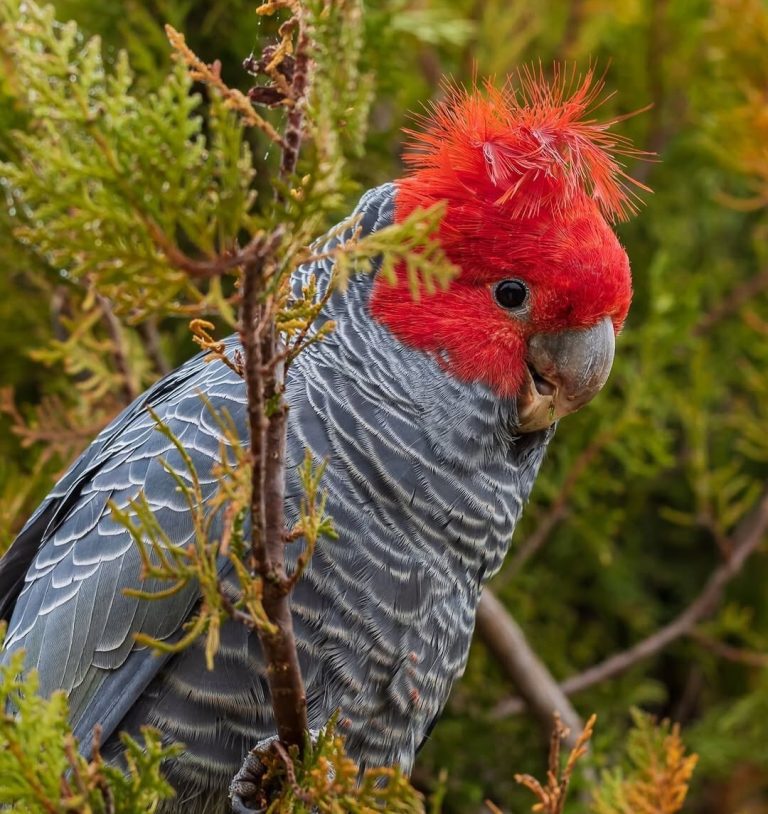 Gang Gang Cockatoo Parrot-(Jado) - Exotic Global Parrots Farm