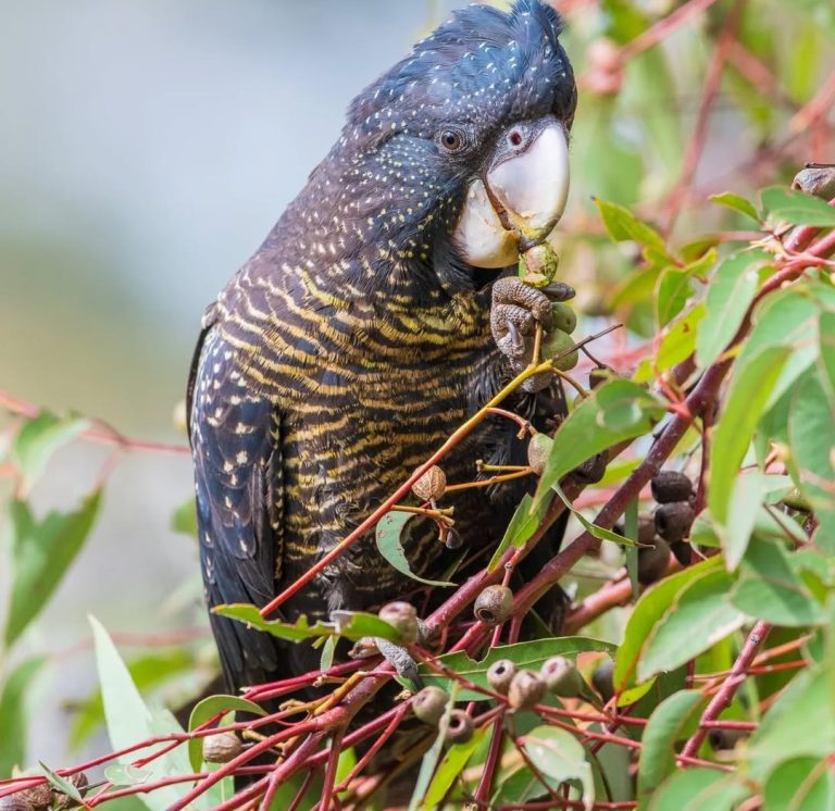 Gang Gang Cockatoo Parrot-(Gina) - Exotic Global Parrots Farm
