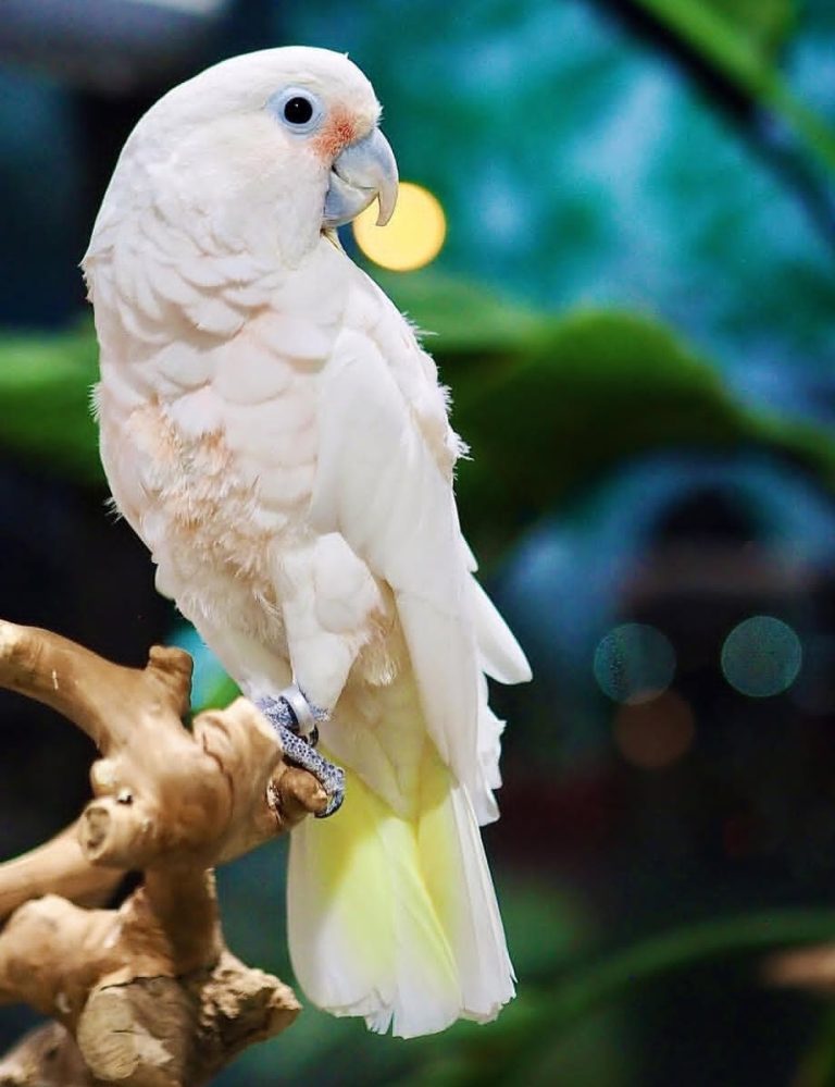 Goffin Cockatoo Parrots-Males-Females - Exotic Global Parrots Farm