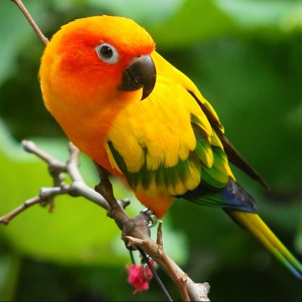 Golden Sun Conure Parrot-(Ken) - Exotic Global Parrots Farm