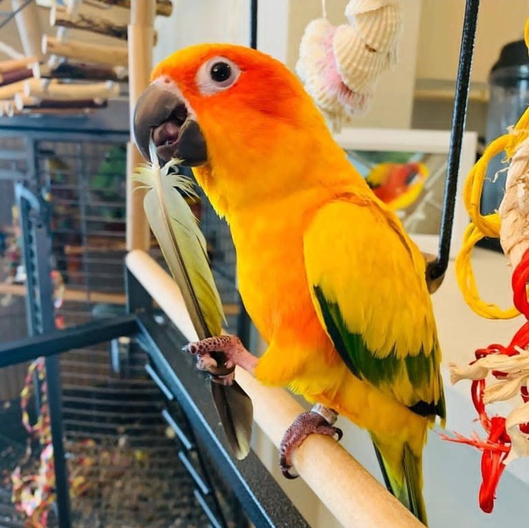 Golden Sun Conure Parrots Archives - Exotic Global Parrots Farm