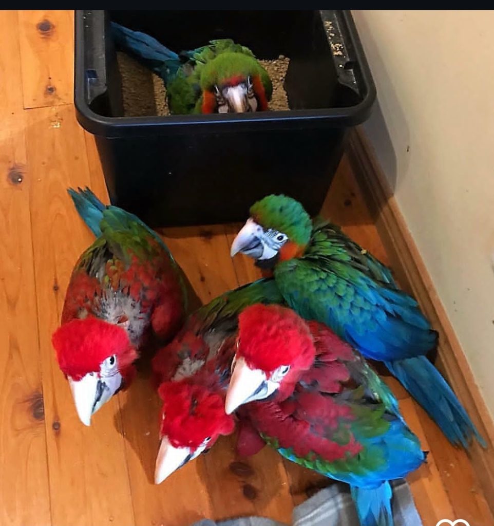 Harlequin Macaw Baby Parrots-(Males/Females) - Exotic Global Parrots Farm