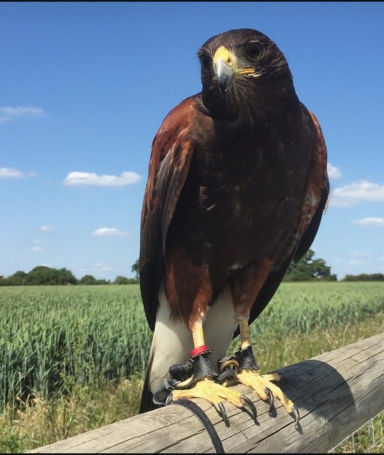 Harris Hawk Birds-Males And Females - Exotic Global Parrots Farm