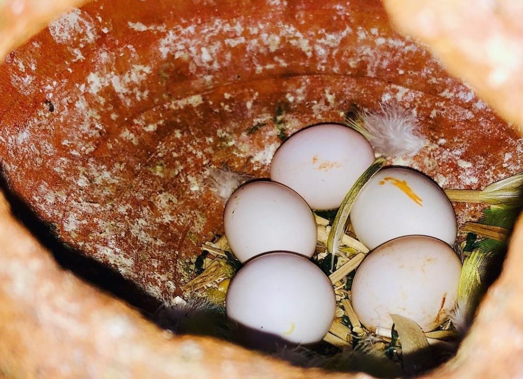 Hatching Umbrella Cockatoo Parrot Eggs - Exotic Global Parrots Farm