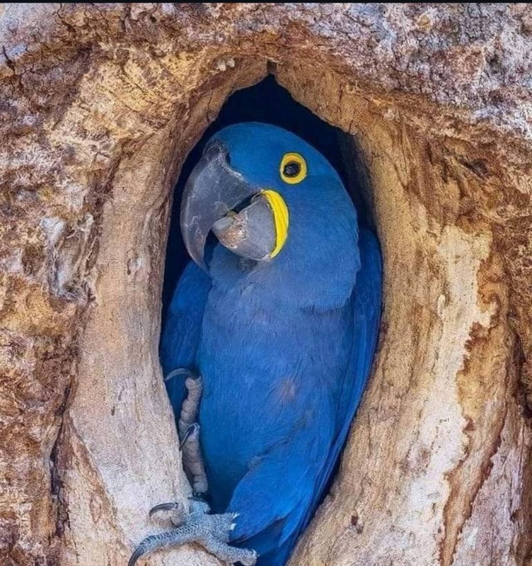Hyacinth Macaw Parrot-(Levan) - Exotic Global Parrots Farm