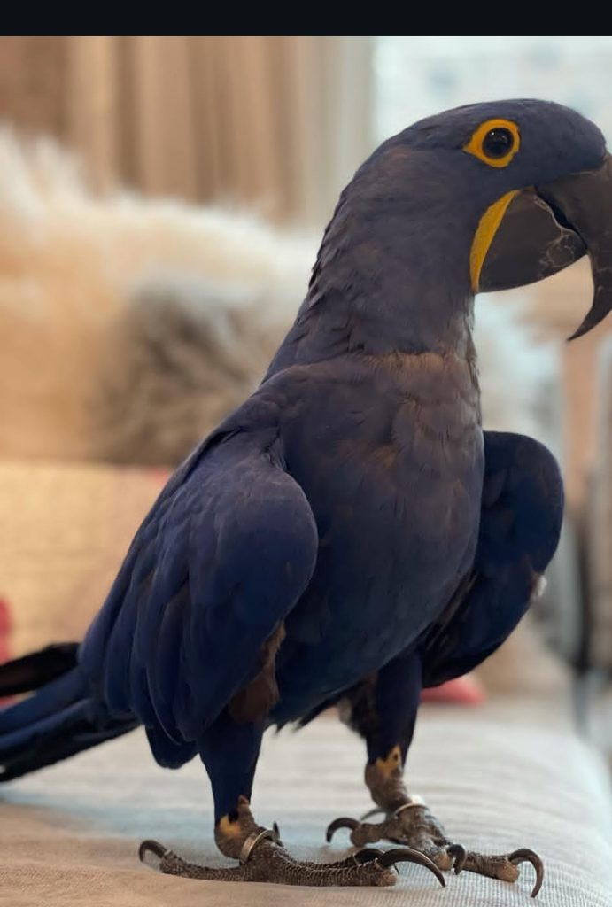 Hyacinth Macaw Parrot-(Levan) - Exotic Global Parrots Farm