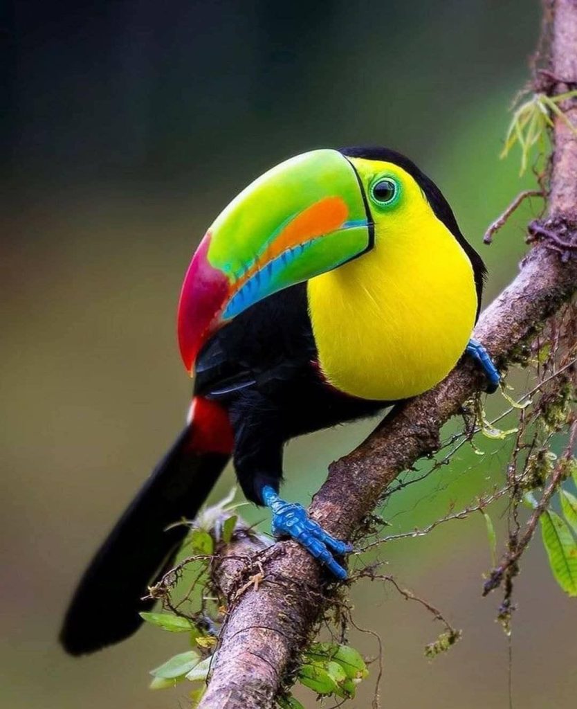 Keel-Billed Toucan - Exotic Global Parrots Farm