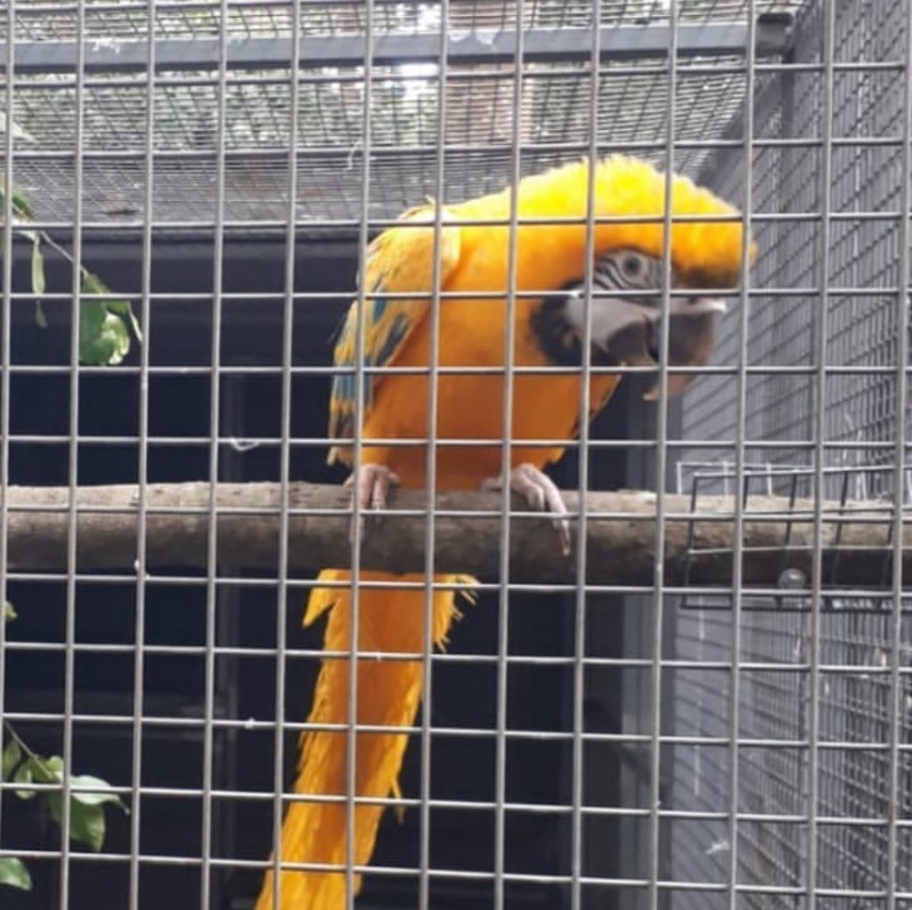 Latino Albino Macaw Parrot-(Flavin) - Exotic Global Parrots Farm
